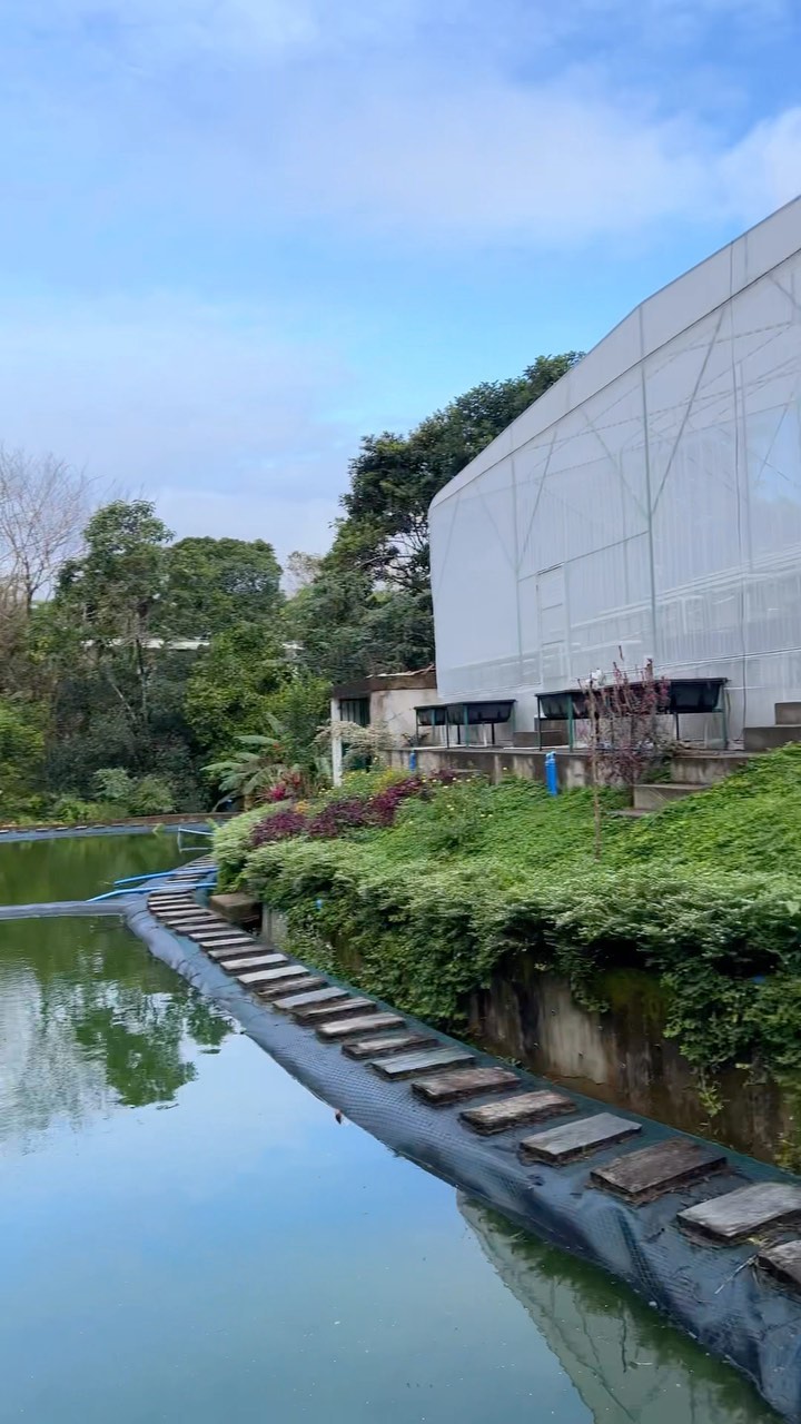Getting our aquaponic pond ready to grow fresh leafy vegetables again