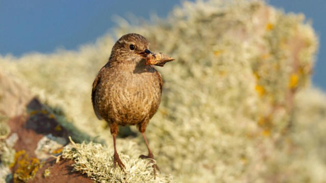 Remote Scottish wrens are growing twice as large as mainland birds in a ...