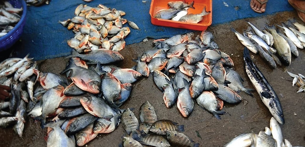 Invasive fish species threaten native biodiversity in Vembanad Lake