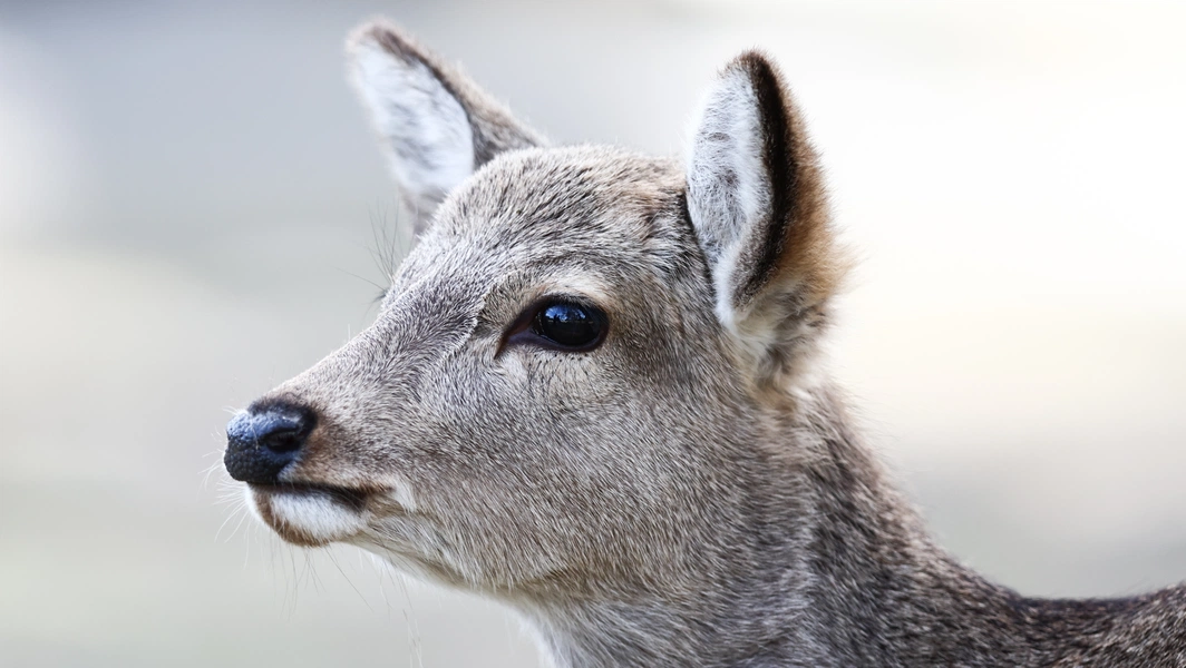 5 scents deer can detect from long distances