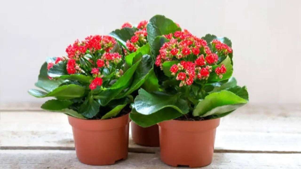 6 beautiful plants that thrive with very little sunlight