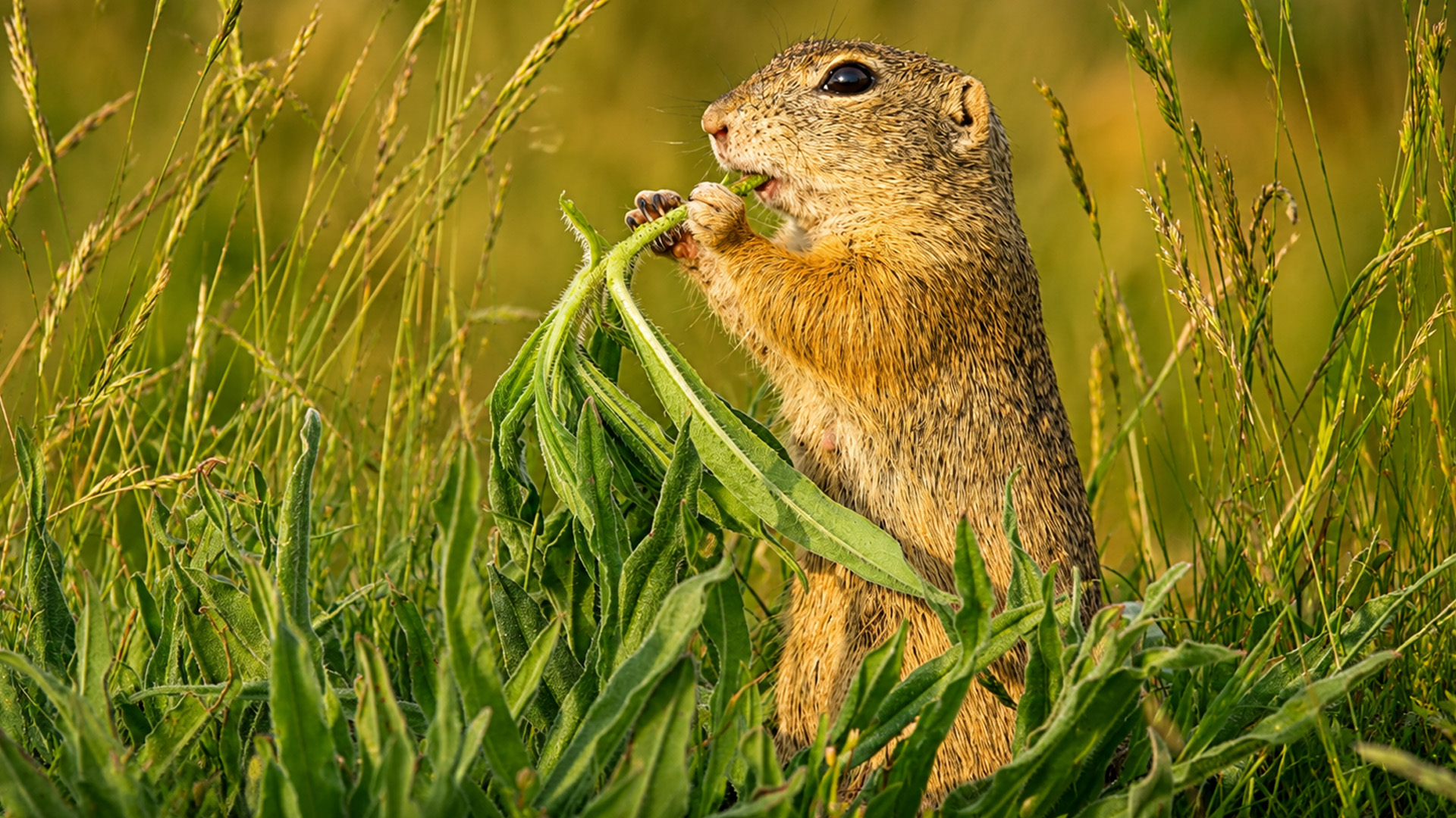 Hidden camera captures a ground squirrel enjoying a quiet meal