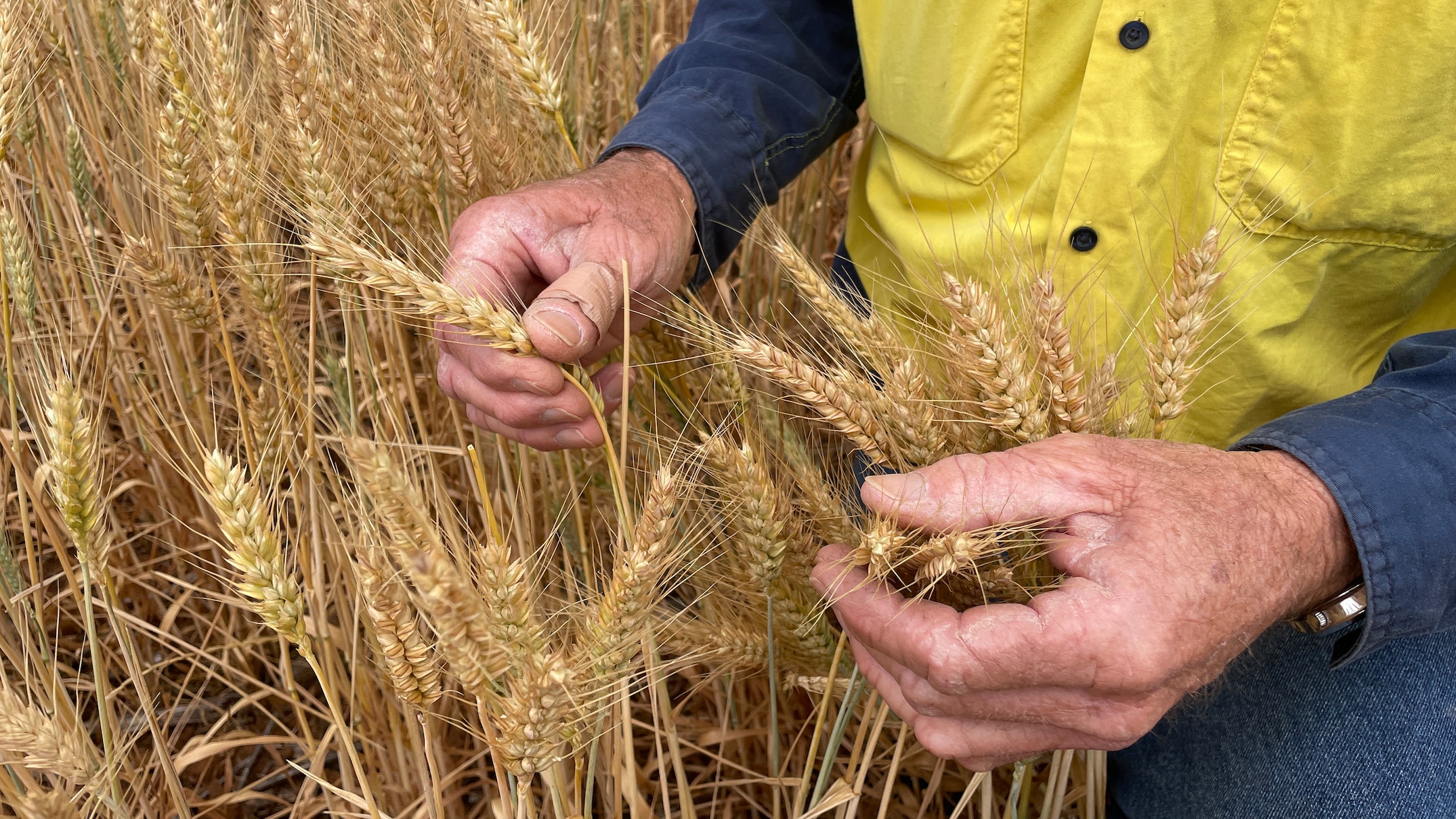 ABARES report predicts broadacre farm profits will drop by 70 per cent