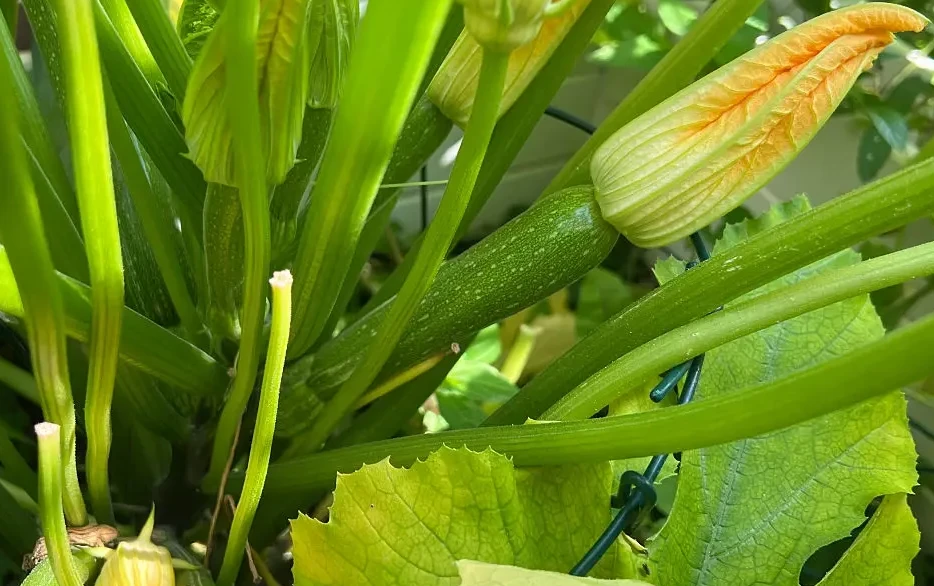 Zucchini secrets every home cook should know