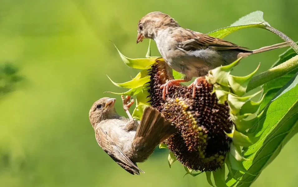 Turn your backyard into a bird paradise