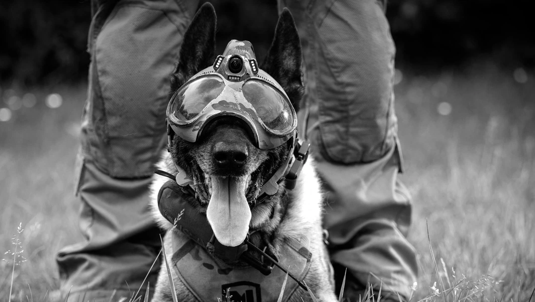 10 fearless dog breeds and their protective legacies