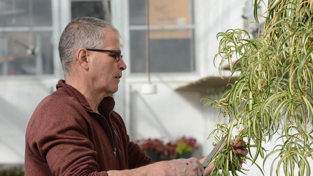 Spider plant care made simple for beginners