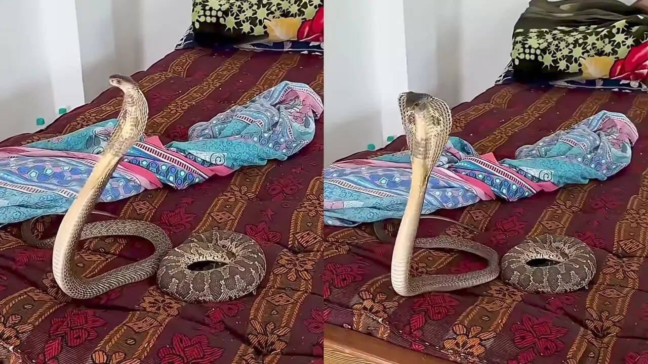 Cobra and viper spotted hiding inside bedding: Viral video sparks ...
