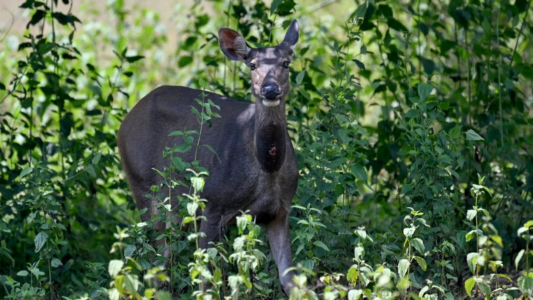 5 scents deer can detect from long distances