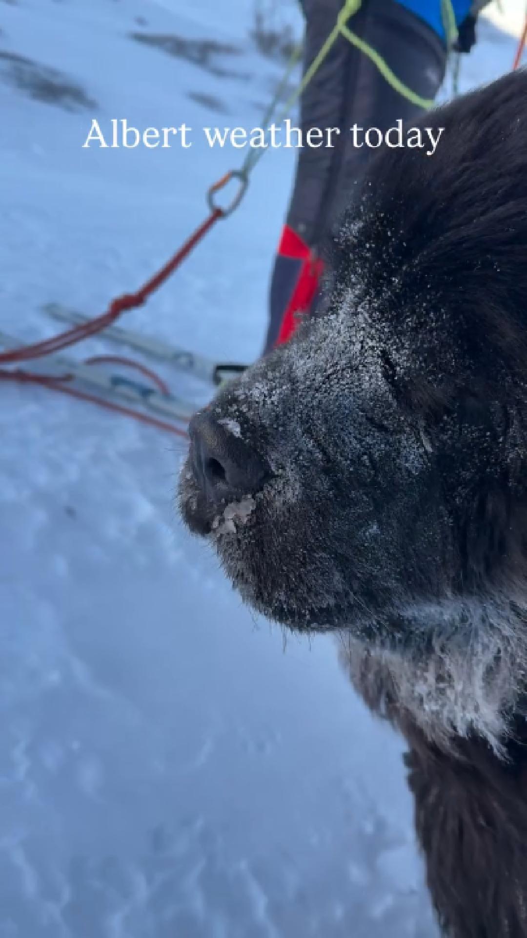 Cold Wind That’s Albert the Newfie’s Favorite Wea
