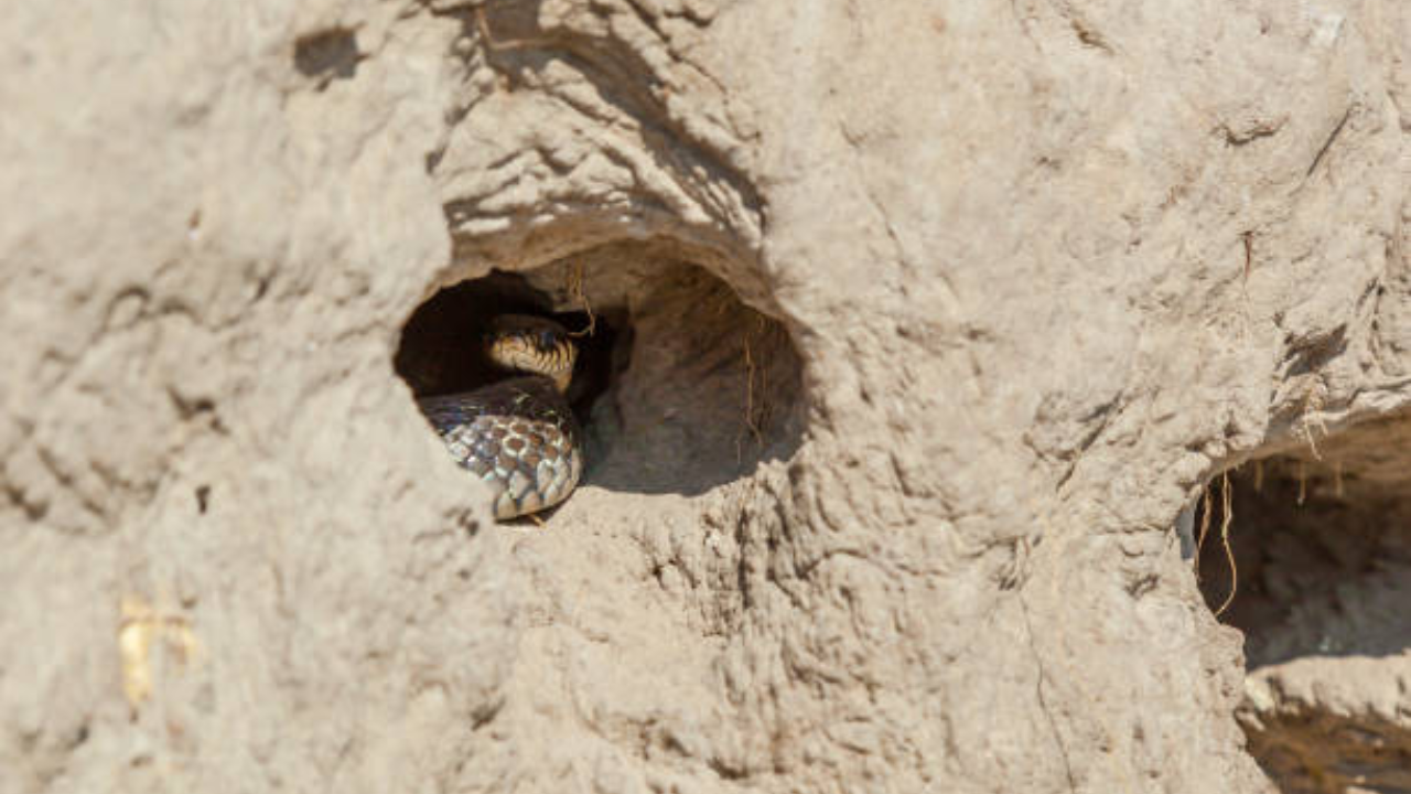 How to identify a snake hole: 7 signs a snake is still living there and ...