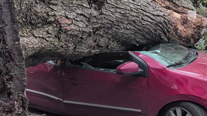 A giant tree crashes onto cars in Montreal