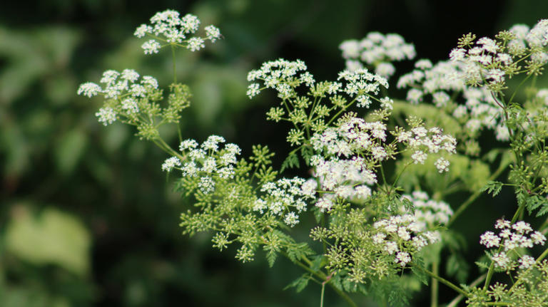 Don't fall for its beauty: The white flowering plant you don't want in ...