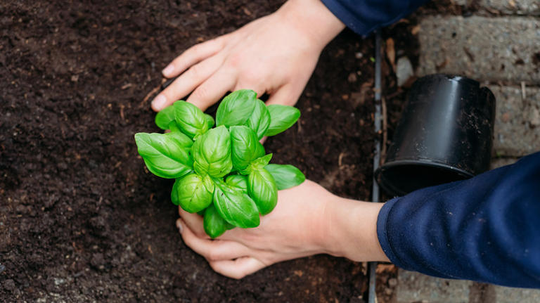 Grow the healthiest basil with these 14 tips