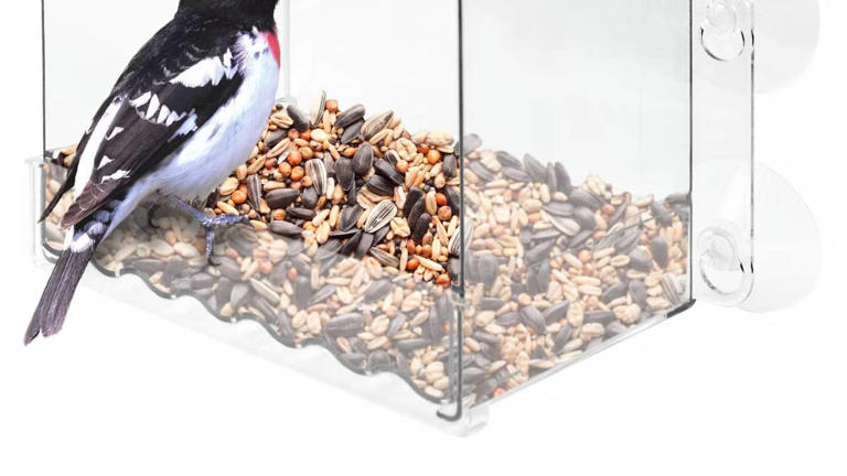 Shoppers say Target's $14 bird feeder has pets mesmerized at the window