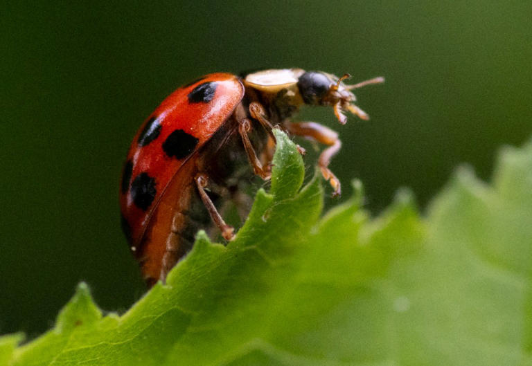 Texas softball riding star’s wild lady-bug-eating superstition all the ...