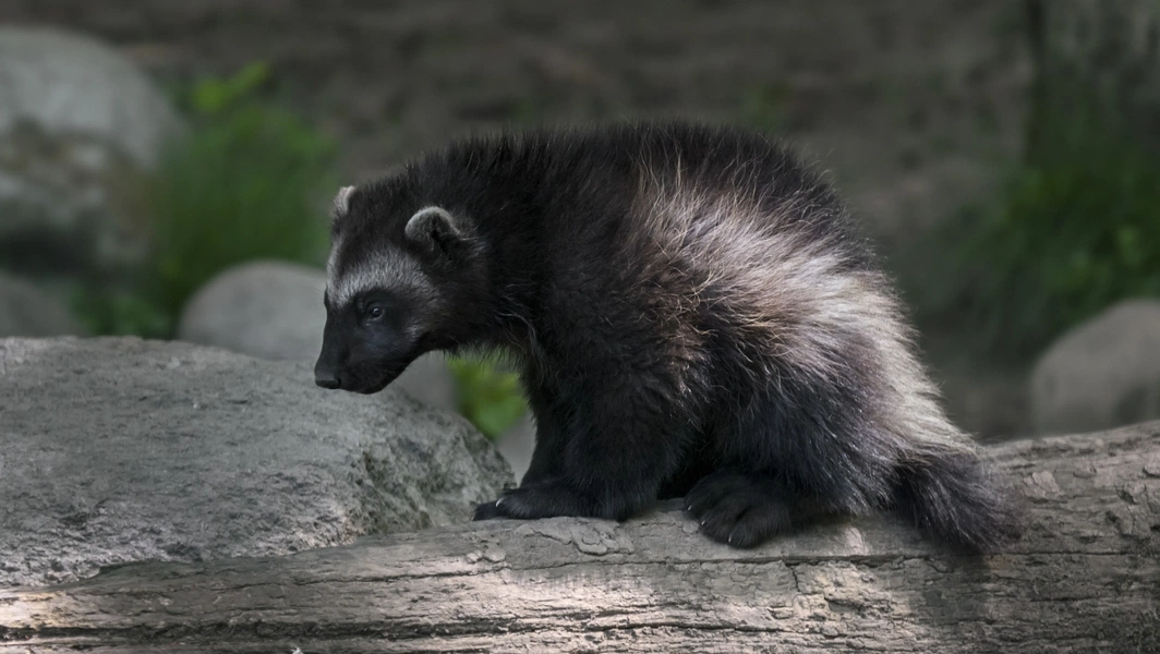 5 US states with the most wolverines
