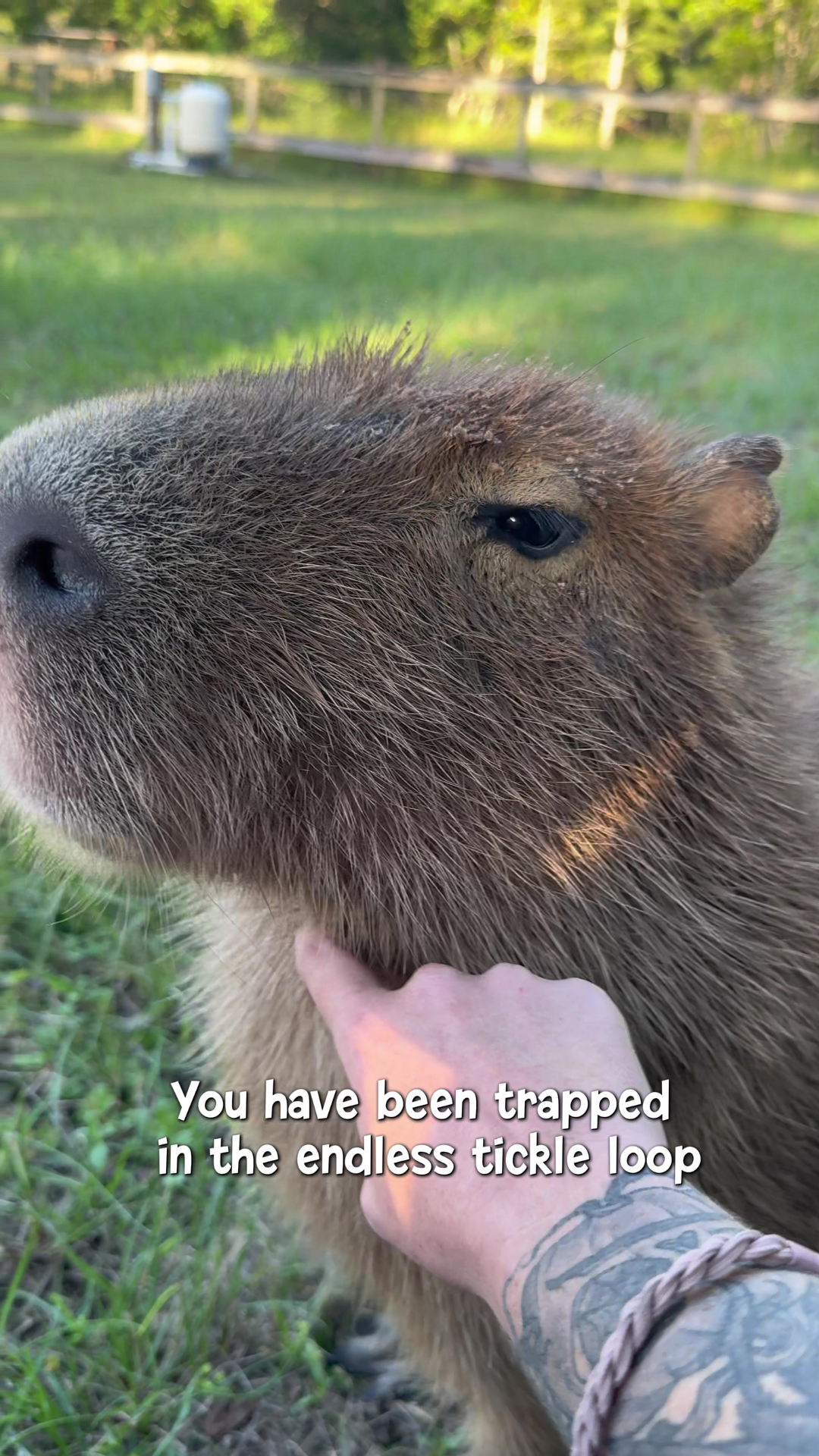 How capybaras make you recite cheese for escape