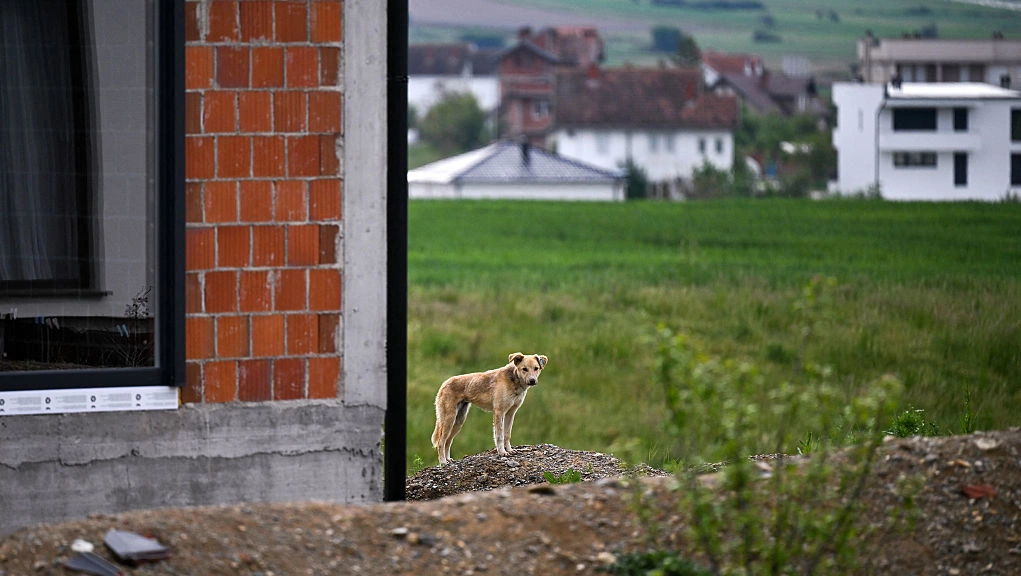 Recent dog rescues highlight growing abandonment concerns