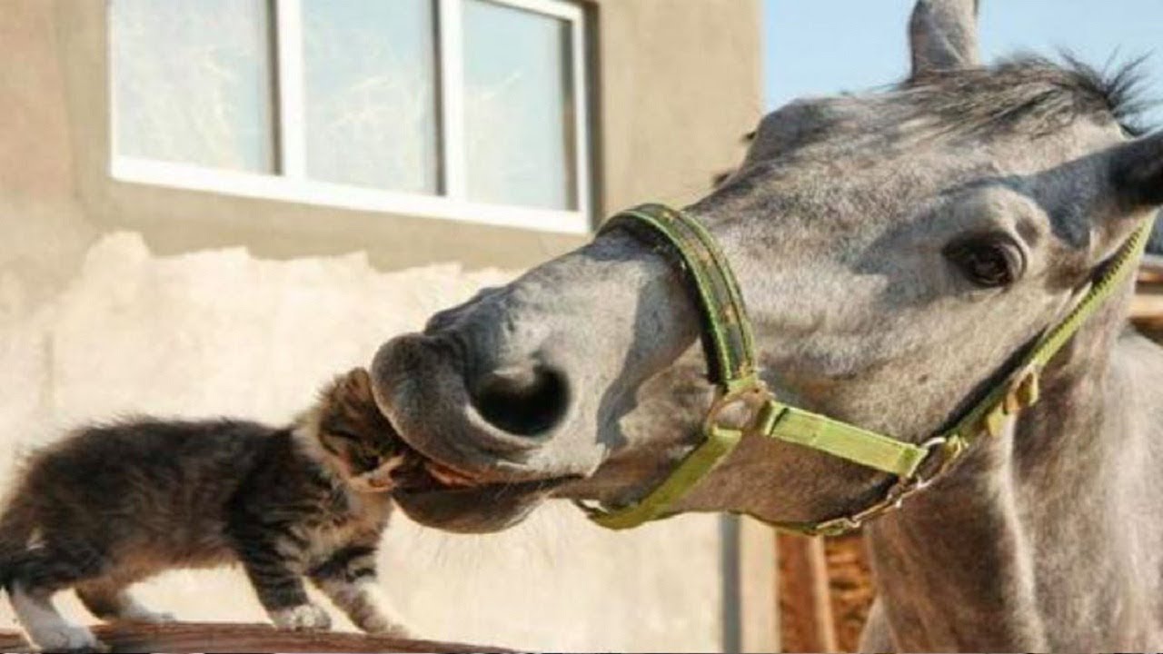 Horse walks up to a kitten and the cuteness that follows is almost too ...