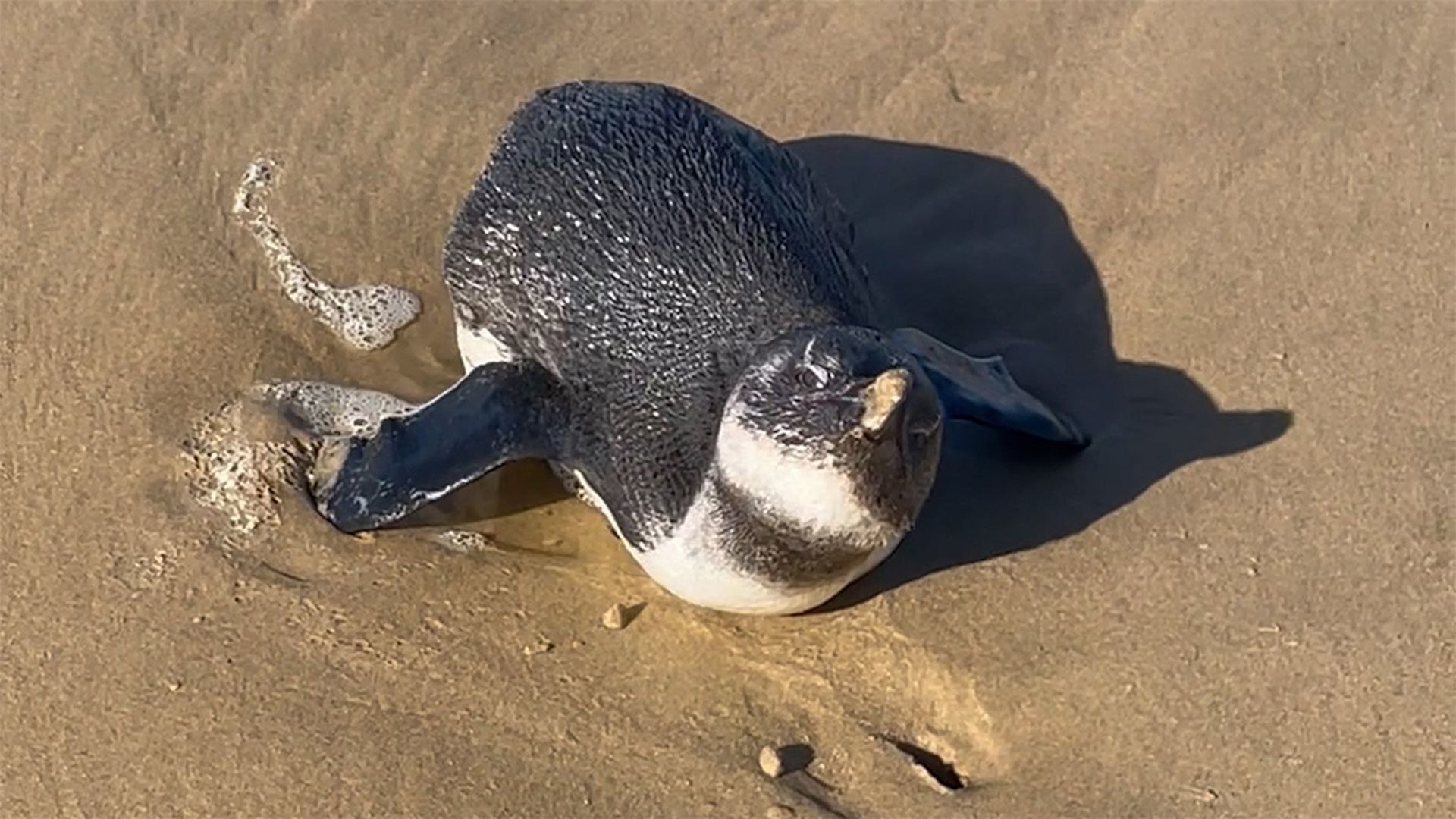 Jogger finds a tiny penguin stranded on the beach