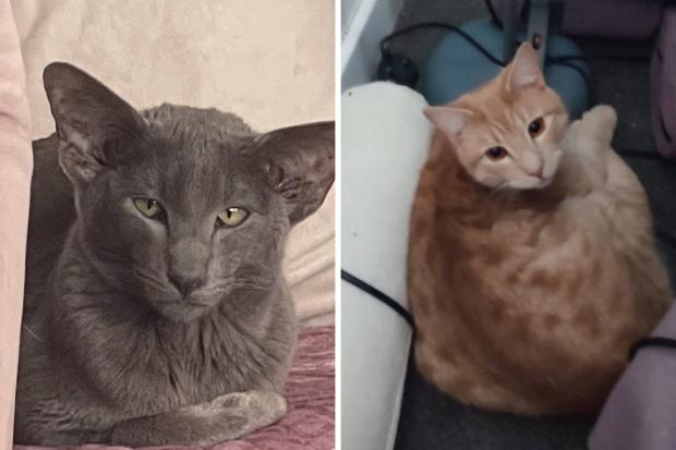 You can learn how to save your beloved pet's life with cat charity's ...
