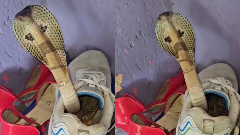 Snake found hiding inside a shoe; the viral video that has people ...