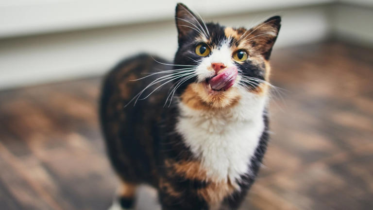 Si tu gato te hace esto mientras te mira, los etólogos lo tienen claro ...