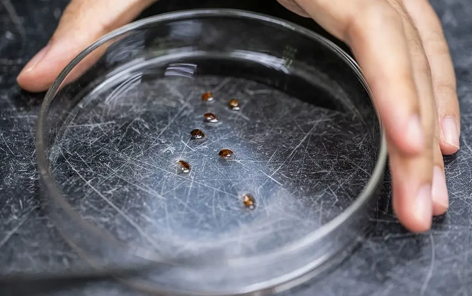 Beat bed bugs with smart prevention and control