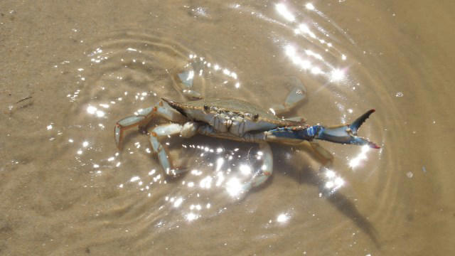 Chesapeake Bay's baby blue crabs surge 121% after years of baffling decline