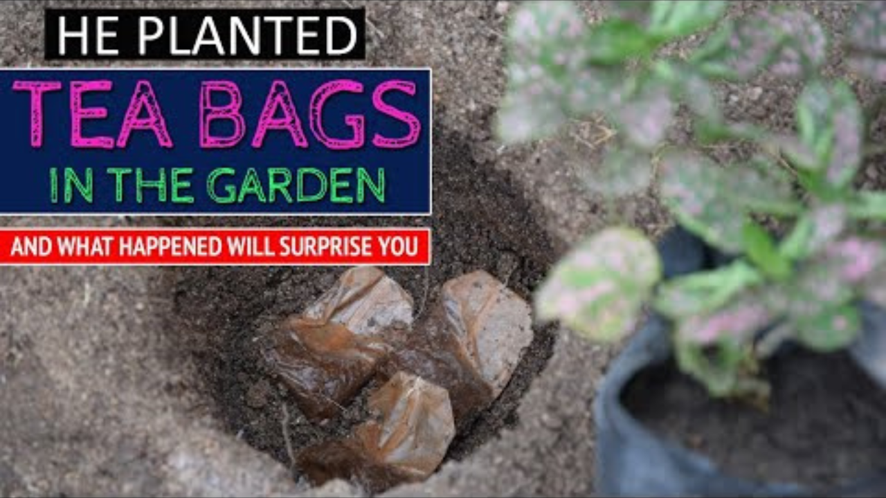 I tried planting tea bags in my garden and here’s what happened