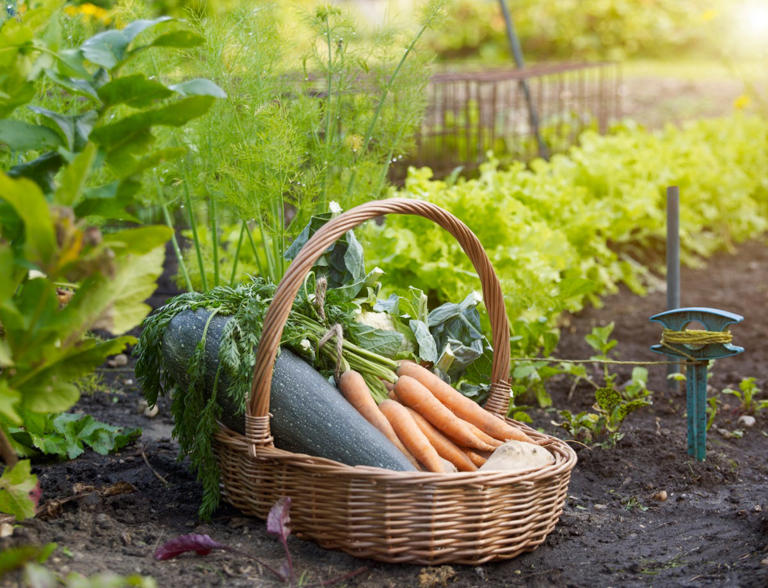 16 vegetables to sow in June for bumper harvests, from speedy salad ...