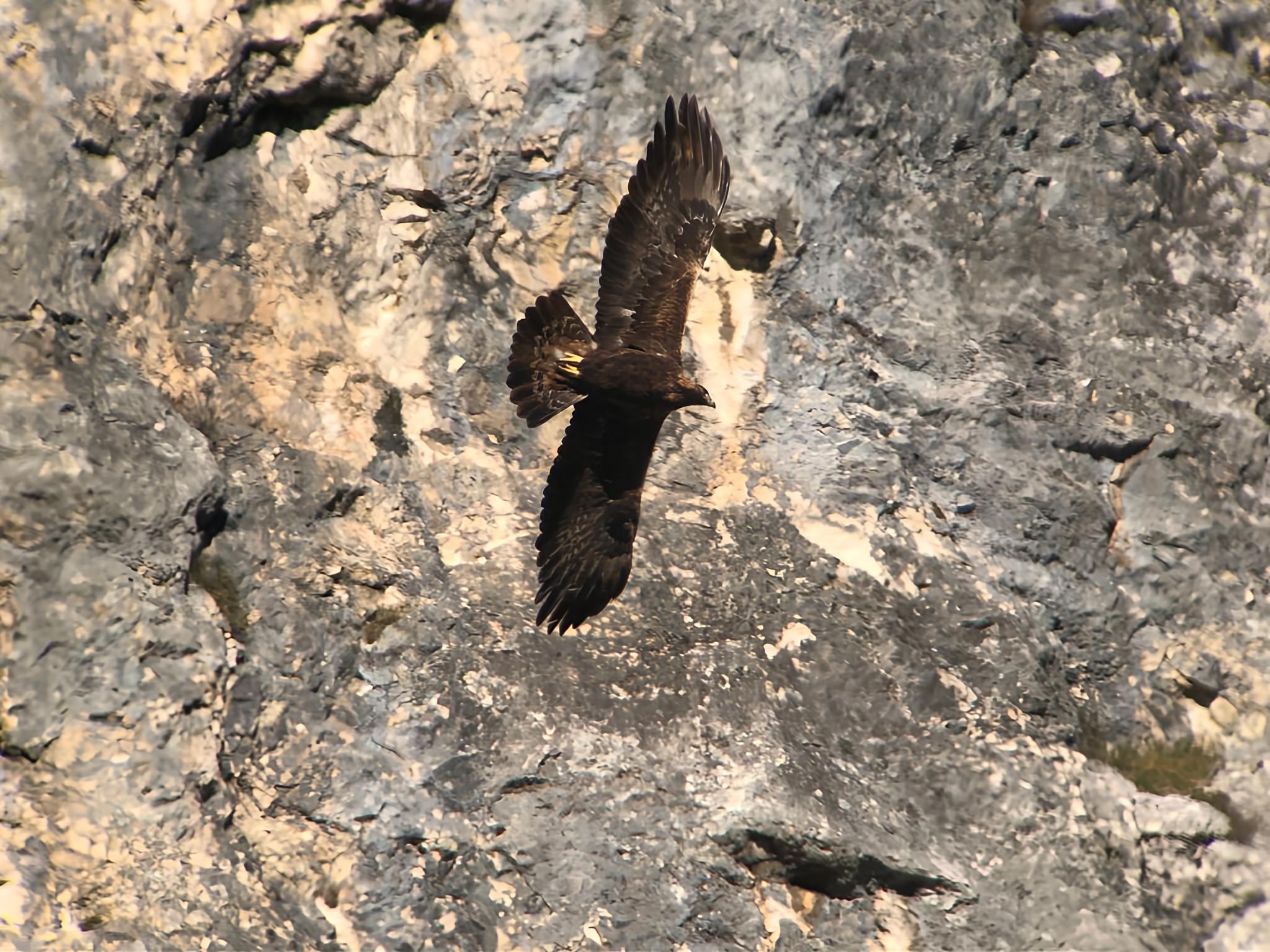 Sulle tracce dell’aquila con i birders del Furlo