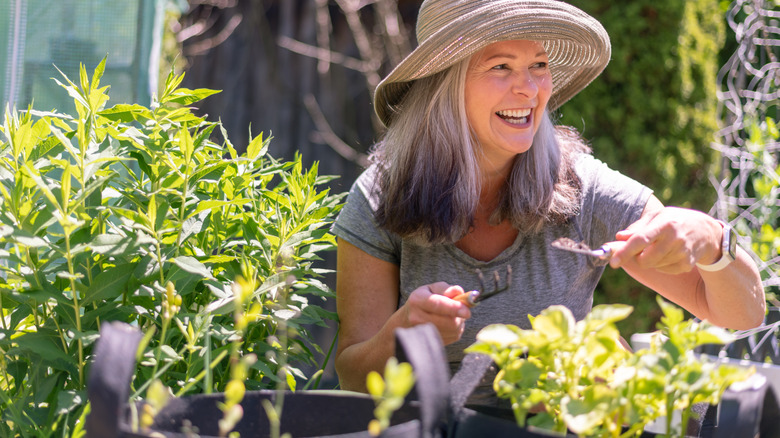 More than a vegetable: This cabbage cousin elevates garden beds with ...