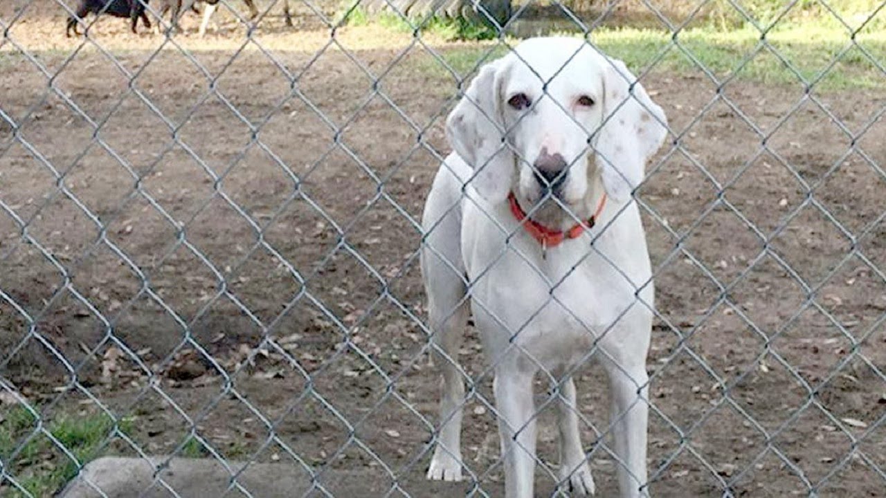 Escape artist dog returned to shelter 11 times, so they adopted him ...