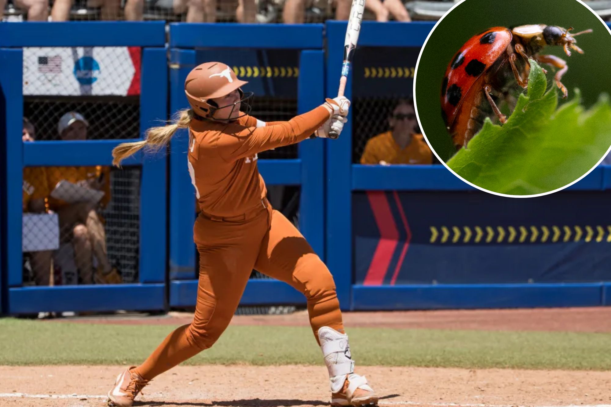 Texas softball riding star’s wild lady-bug-eating superstition all the ...