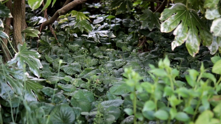 8 essential gardening tasks every gardener should prioritize