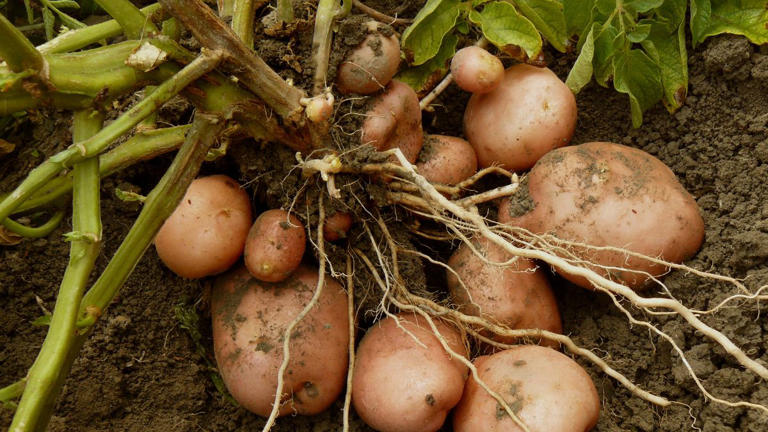 Which city is called the potato capital of India?