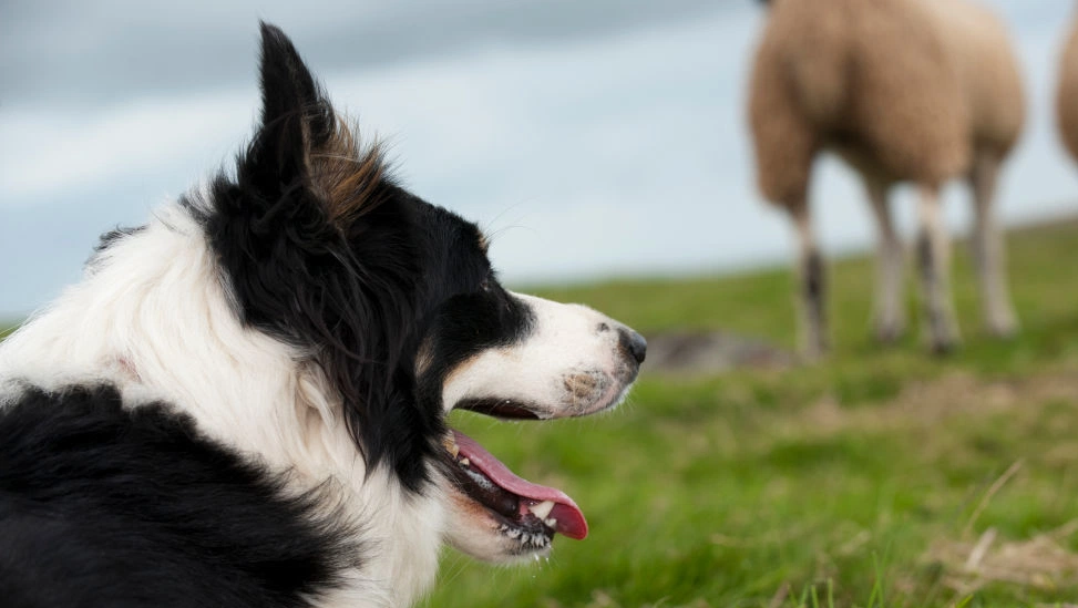 Living happily with stubborn dog breeds
