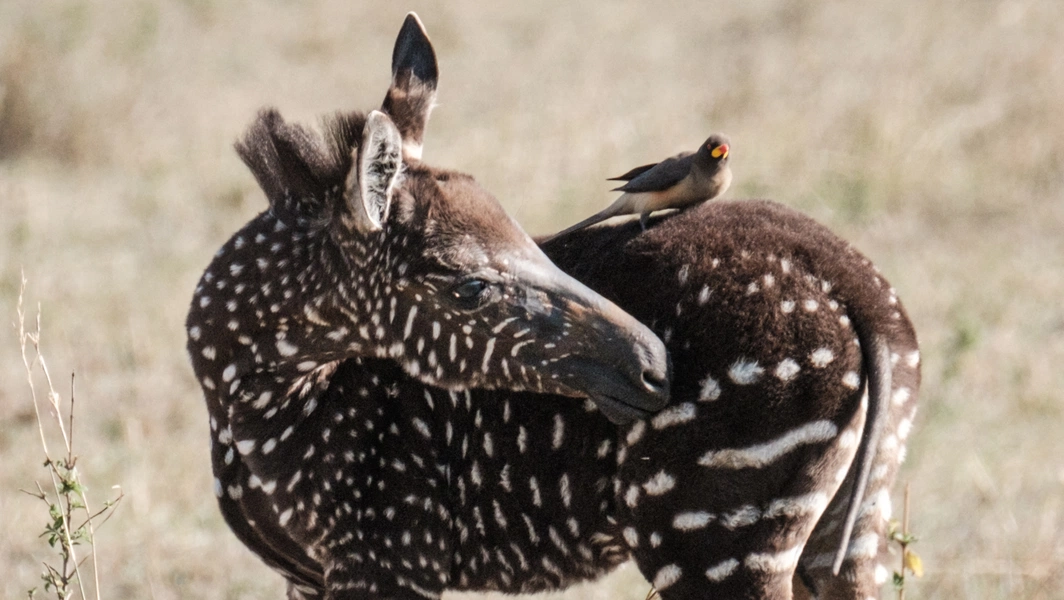 11 funny and fascinating animal moments