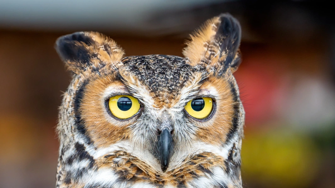 7 nocturnal predators of the United States