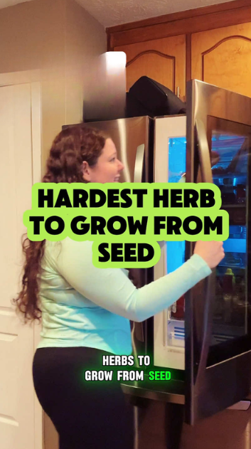 How to grow rosemary from seed