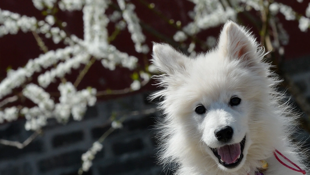Samoyed love: from fluffy smiles to daily care