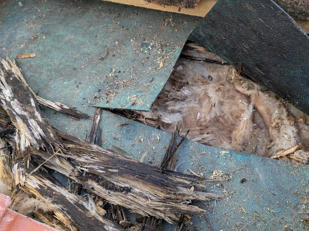 Dachstuhl nach 15 Jahren verrottet: Traum vom Eigenheim wird zum Albtraum