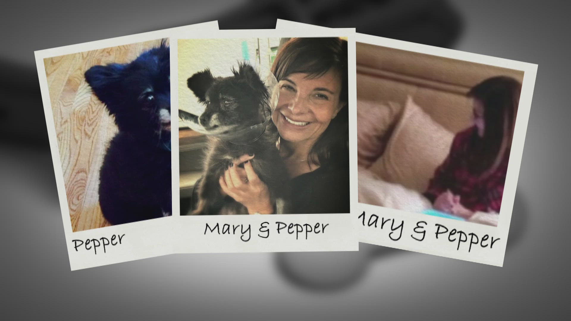 Older, sick and unadoptable senior dogs find sanctuary surrounded by ...
