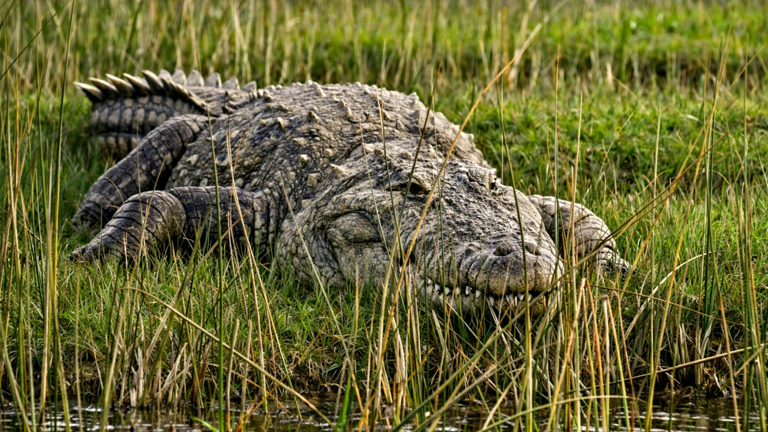 Can crocodiles climb trees? A rare behaviour that is more common than ...