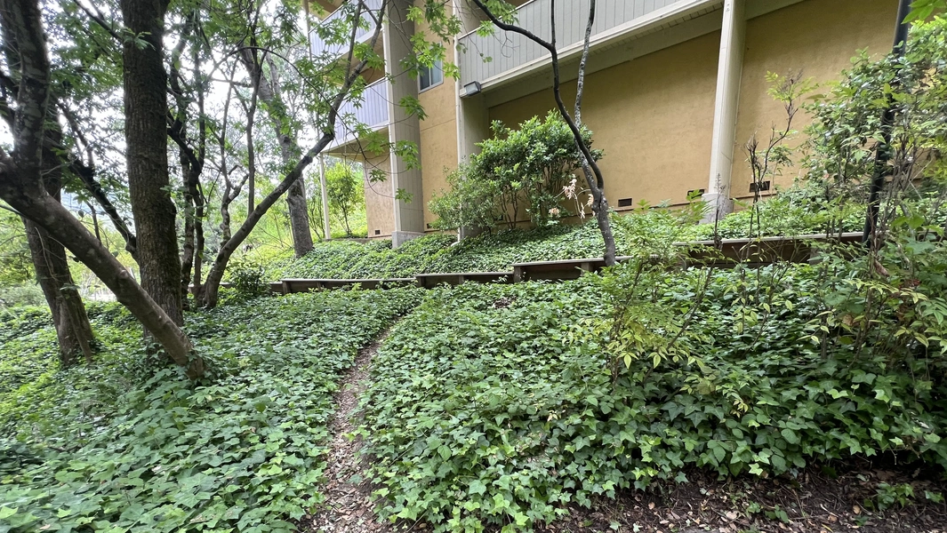 13 remarkable examples of desire paths