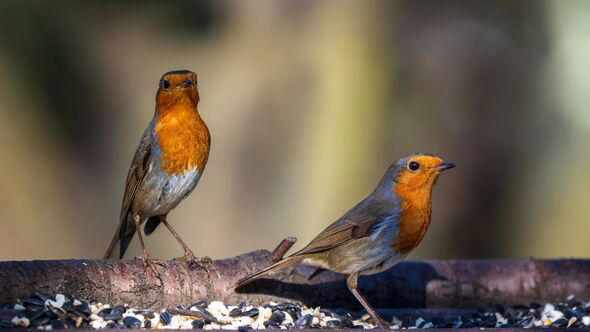 Gardeners urged to put one thing in gardens immediately to protect ...