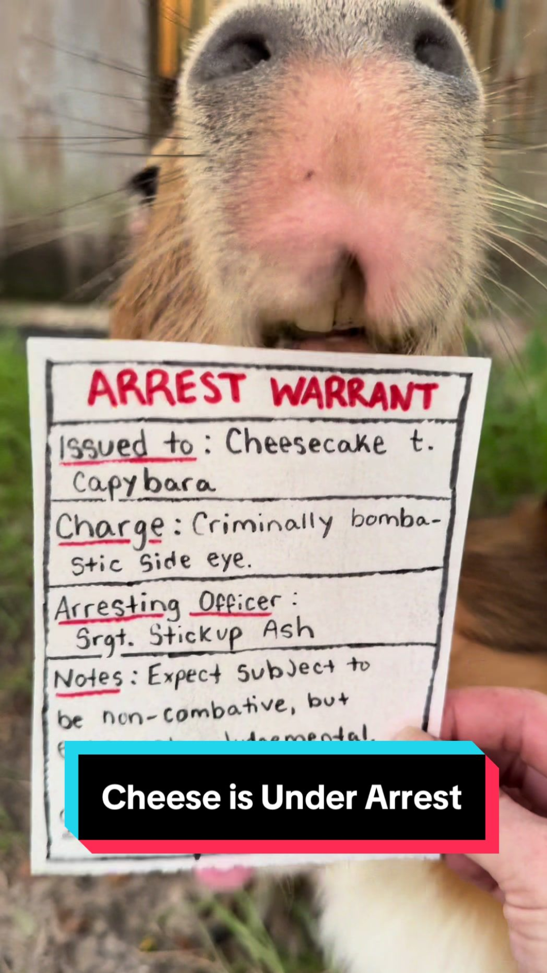 Cheesecake the capybara faces her side eye consequences