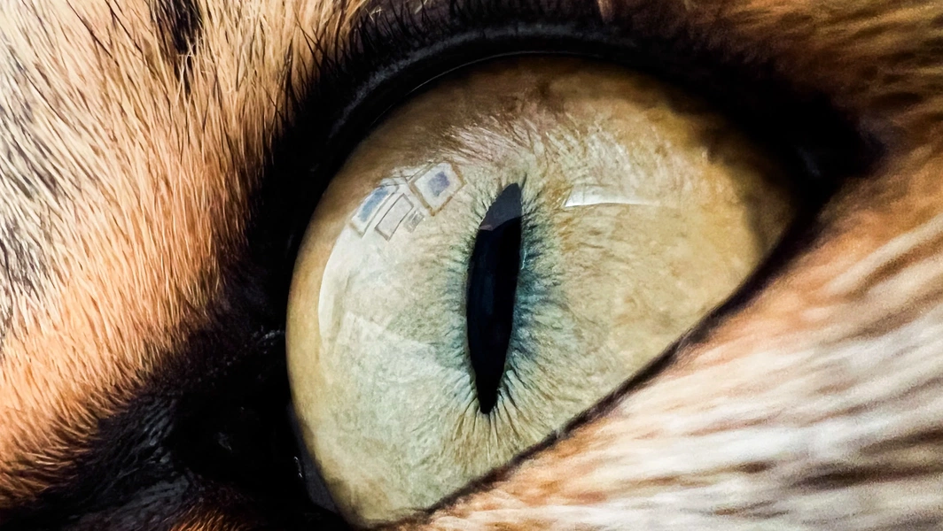 How cats express love and trust